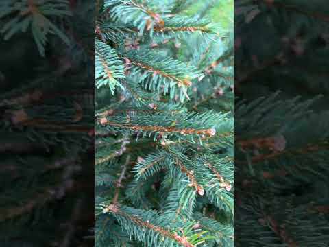 Spruce vs Pine trimming #shorts
