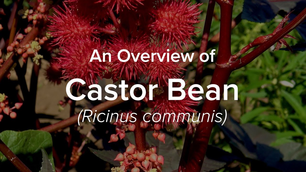 An Overview of Castor Bean | Understudied Indigenous Crops