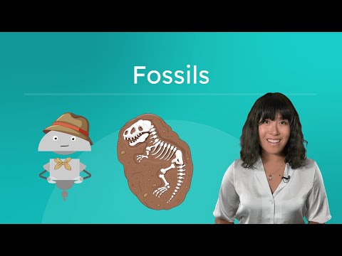 Fossils - How Fossils Form