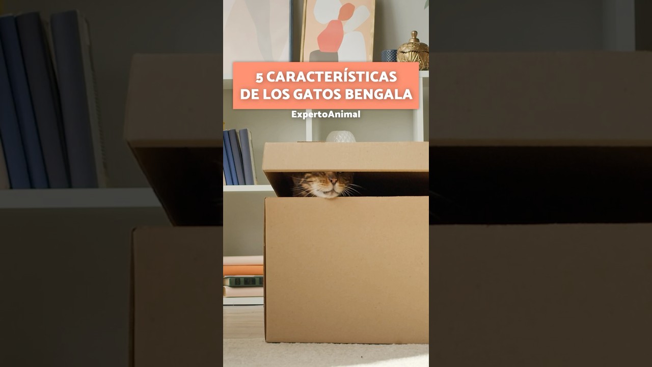 5  CARACTERÍSTICAS de los GATOS de BENGALA 🐆