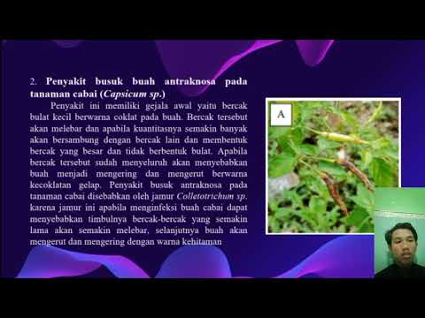 Review Jurnal Hama dan Penyakit Tanaman Cabai. Tugas Hama dan Penyakit Tanaman Pangan