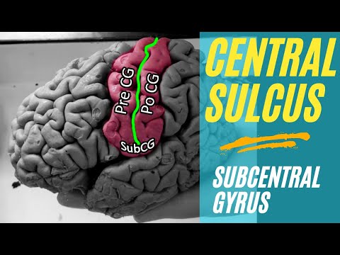 Central Sulcus of Rolando - Anatomy | Imaging