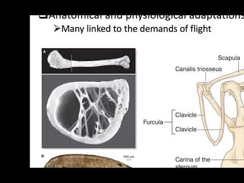 Orn 1, Introduction, Origins