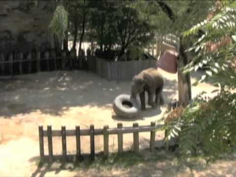 These 8 Animals Make and Use Tools Just Like We Do