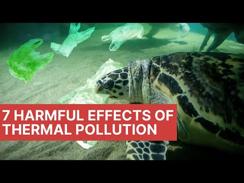 7 Harmful Effects of Thermal Pollution