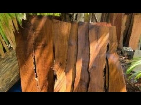 Milling Manchineel rated words most dangerous tree.