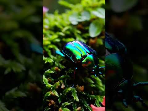 Macro Beauty: Jewel Beetle Crawling on a Branch 🪲🌿 #jewelbeetle #macroverse #nature #insects #bugs