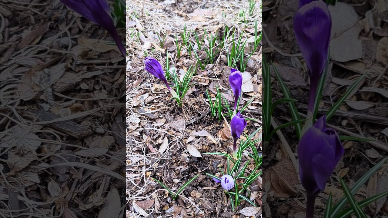 #spring Has Sprung #outdoors