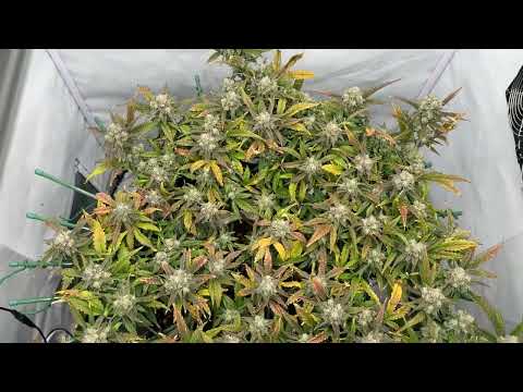 Amnesia Haze Auto - Soma Seeds, end flowering