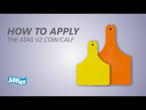 How to Apply the ATag V2 Cow/Calf