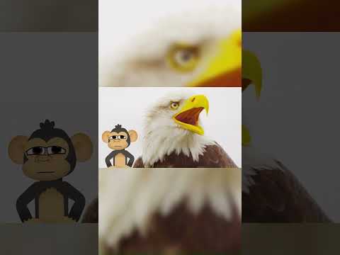 Rocky Mountain Wonders Animal Adventures #funlearning #kids #toddlerfunlearning #preschool #abc