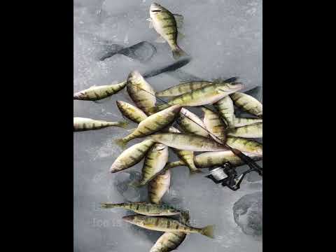 The Baitman Fishing Report