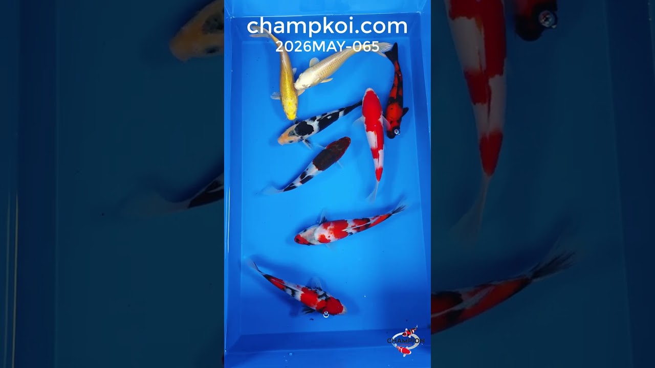 2026MAY-065: 19-21cm Ogata Budo Goromo | ChampKoi - Champion Nishikigoi