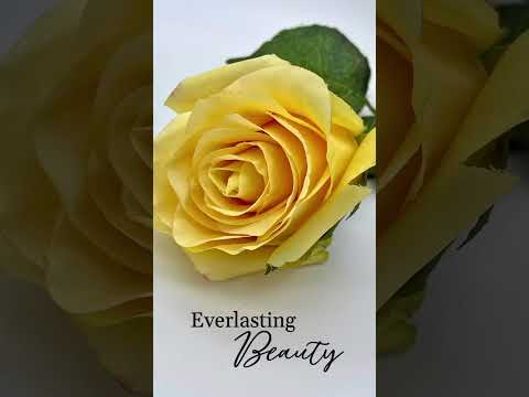 The meaning of yellow roses