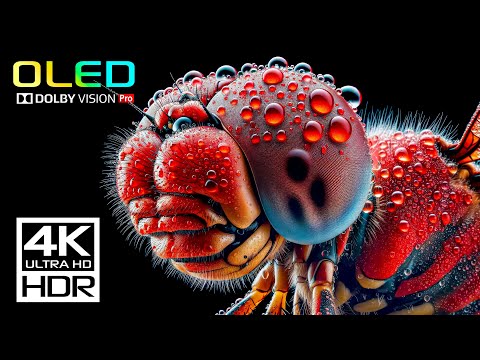 BEST HDR 4K 60fps Video - Dolby Vision (8K / 4K TV)