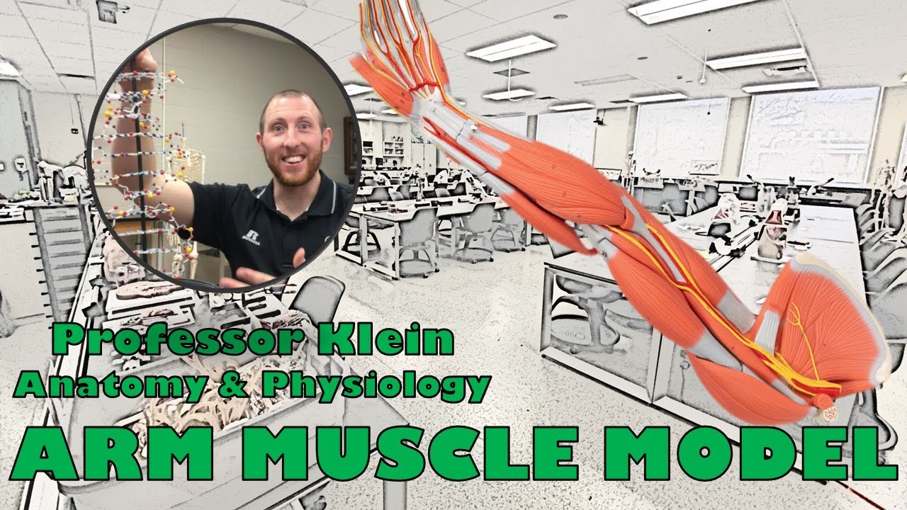 Comprehensive Arm Muscle Model