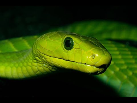 Facts about the GREEN MAMBA !!!