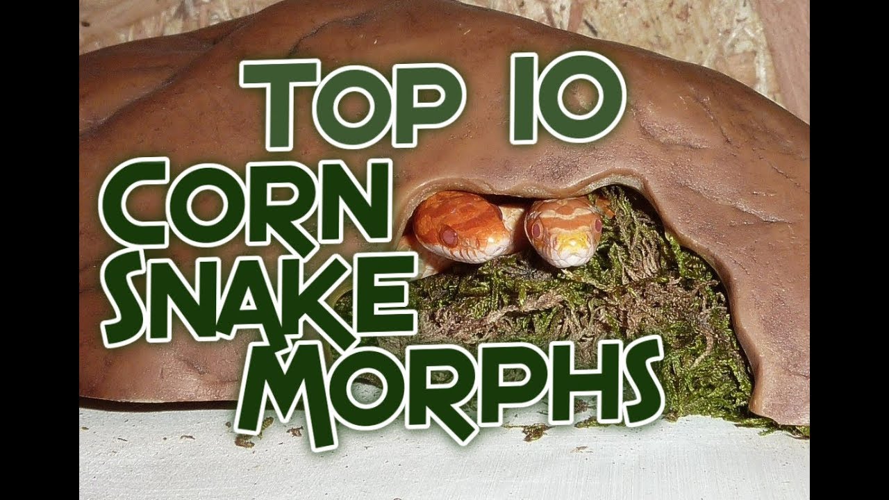Top 10 Corn Snake Morphs (With Prices)