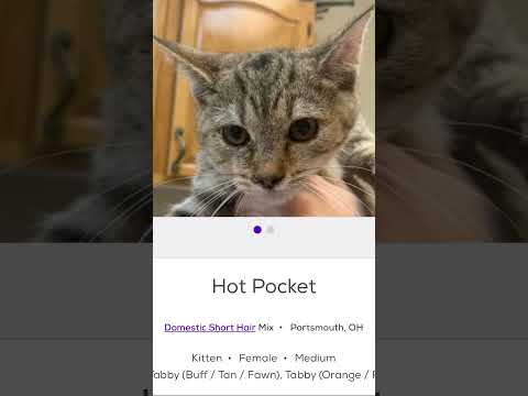 once again silly cat names on petfinder #cat #cats #catlover