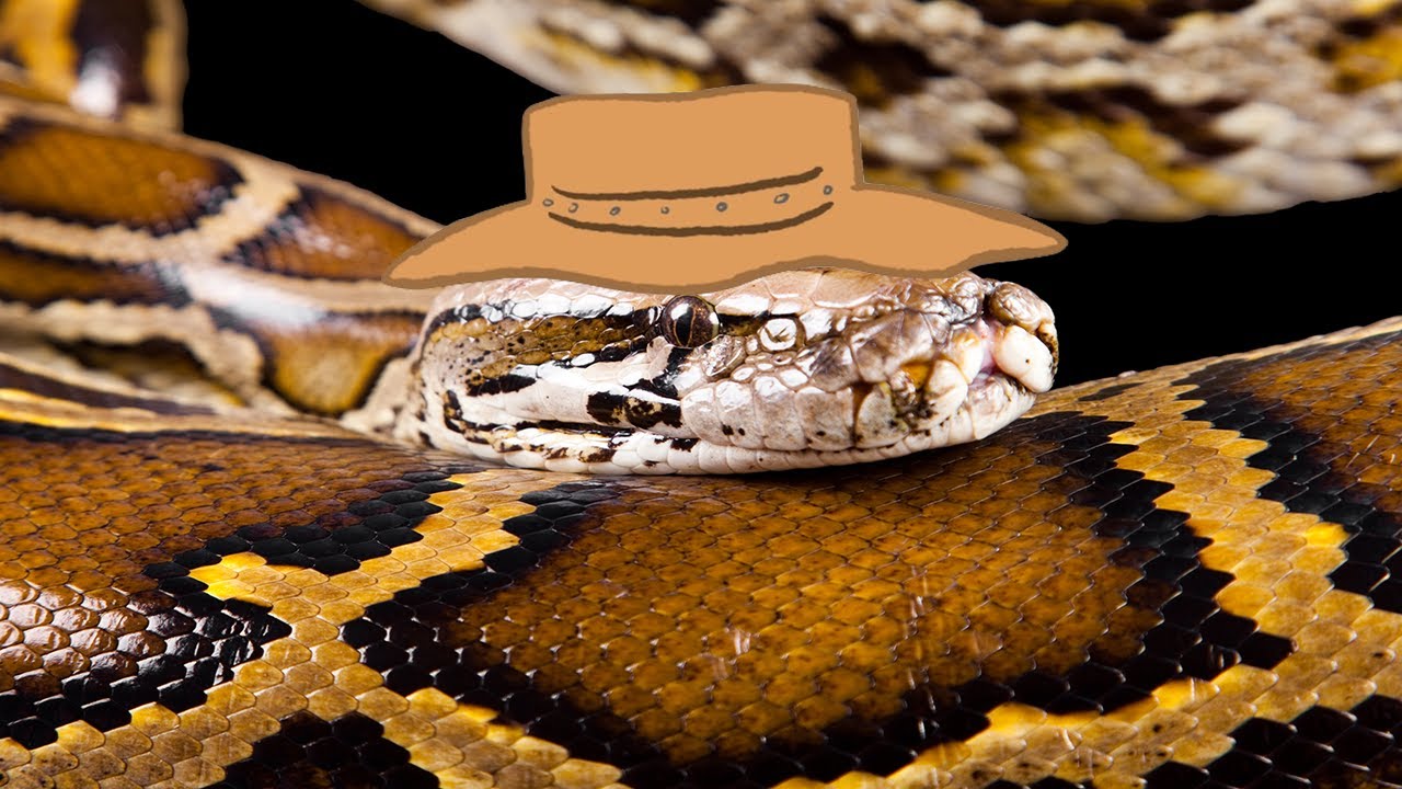 Burmese Python