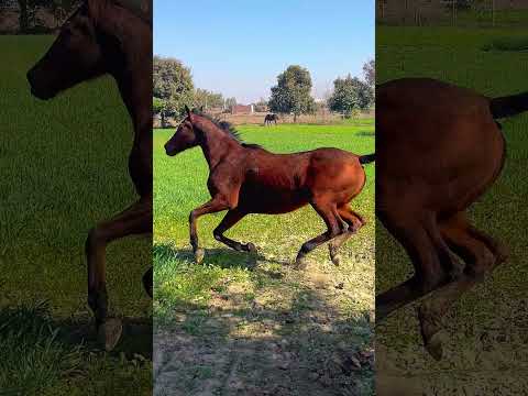 The Beauty of a Galloping Horse 🐎✨#MajesticHorse #EquestrianLife #NatureBeauty #HorseLovers