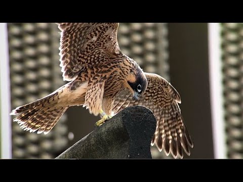 Zoology | Undergraduate Degrees at University of Leeds