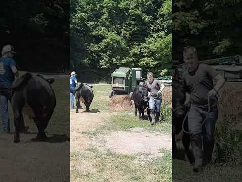 Boys walking 4-H Beef Steers for county fair