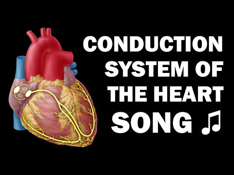 CONDUCTION SYSTEM OF THE HEART SONG