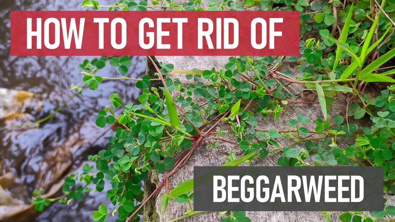 Beggarweed Control: How to Get Rid of Beggarweed | DIY Beggarweed ...