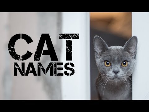 male Cat names starting with L