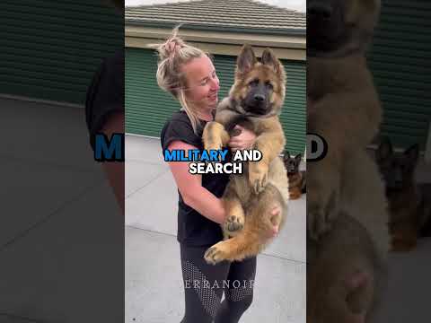Top 5 Smartest Dog Breeds in the World | You Won’t Believe!