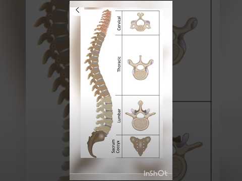 What Is Scoliosis, Kyphosis & Lordosis? Spinal Curves Explained Fast! #viralvideo #medical #shorts
