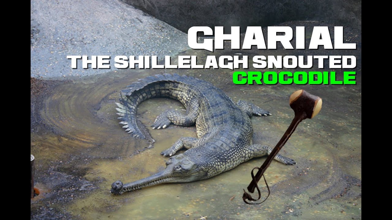 10 Gharial Facts - The Shillelagh Snouted Crocodile - Animal a Day G Week