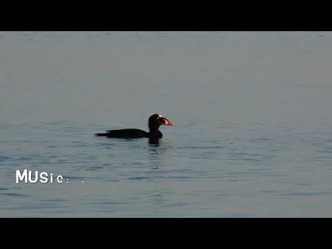 Bolsa Chica Wetlands Nov 2020