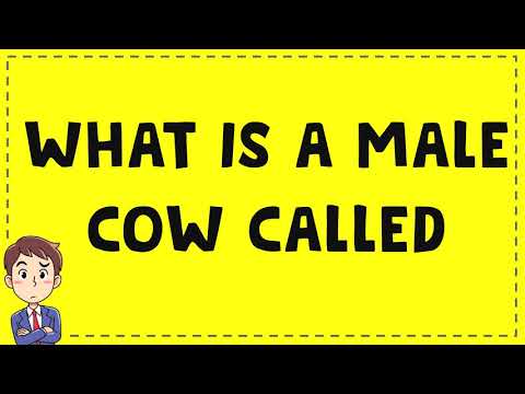 what is a male cow called