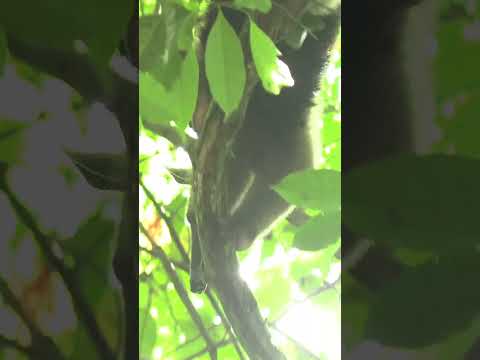 Tamandua #learn #tamandua #costarica #wildlife #education