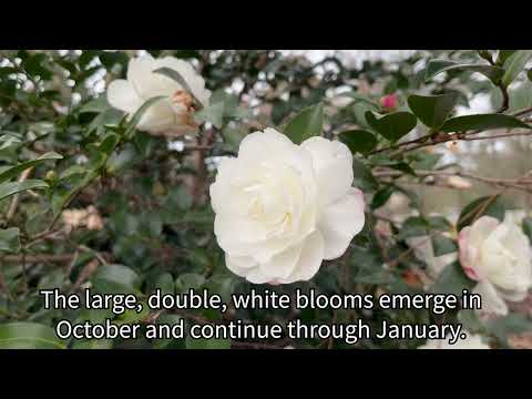 Hammond Highlight of the Month: 'White Shi Shi' Camellia
