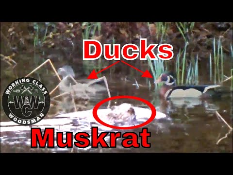 Wood ducks (male and female), plus a giant muskrat