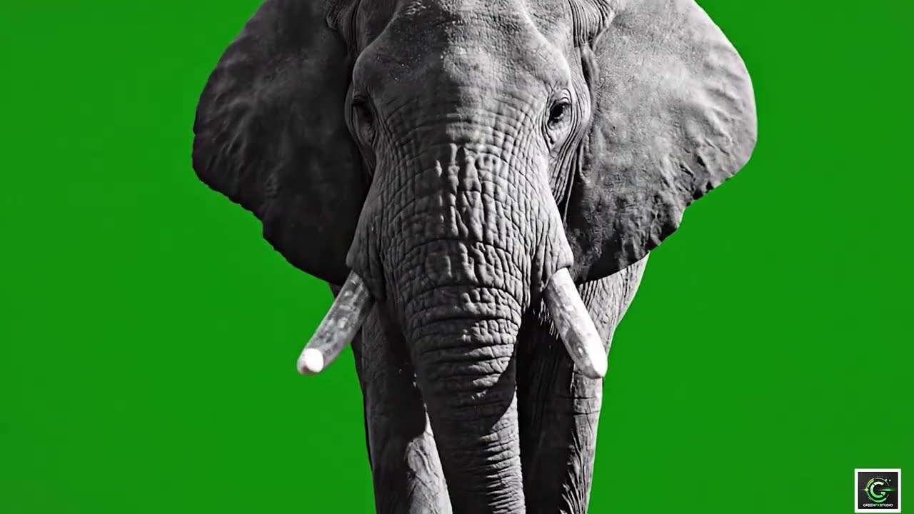 VFX Green Screen Elephant Hero Walk Toward