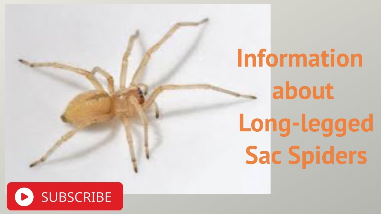 Information about Long legged Sac Spiders