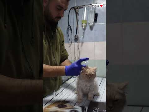 Dog π vs catπ vaccination