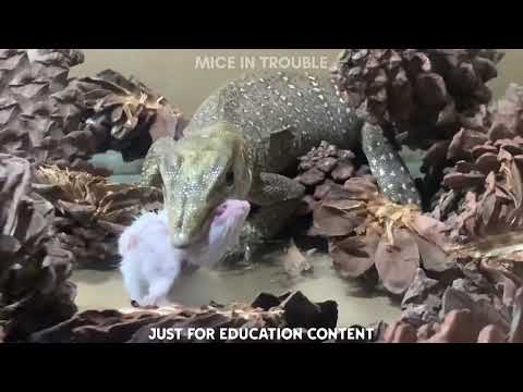 Nature Always Mature. Monitor Lizard And His Prime. Education Documentary Video