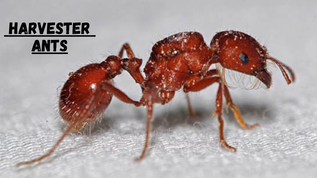 Harvester Ants Queen II  Harvester Ants