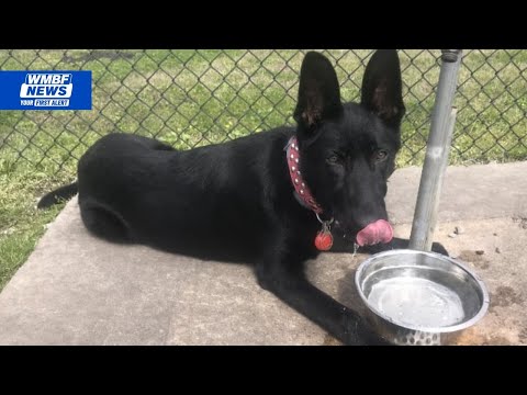 Video shows Myrtle Beach family’s beloved dog’s last moments before alligator attack