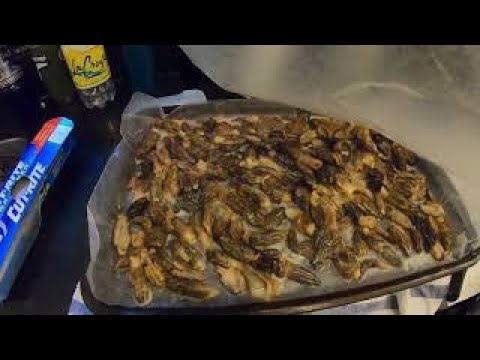 How to keep morel mushrooms fresh for months