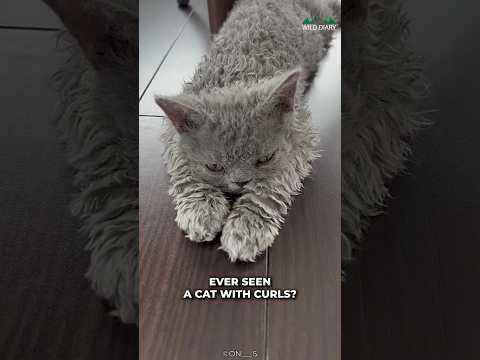 Selkirk Rex | Cat Breed You Might Not Heard Of