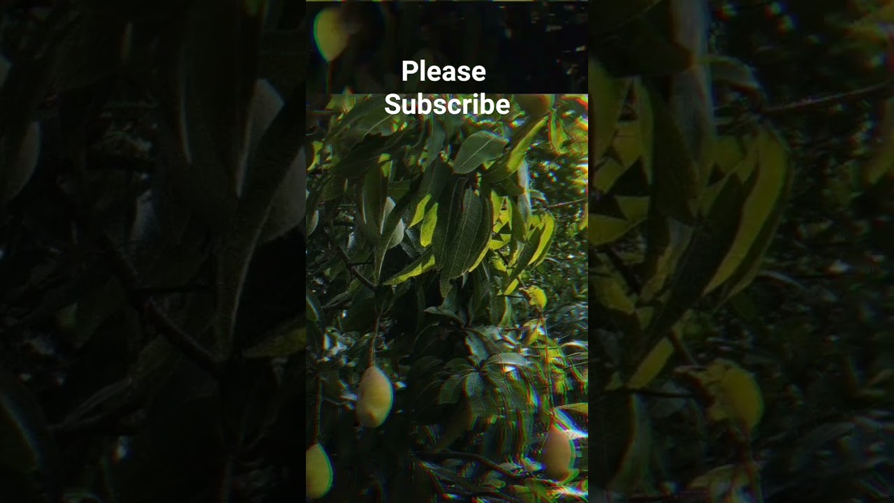 Photos 04 #photo #photoediting #pics #mango #mangotree #mangoes #beauty #beautiful