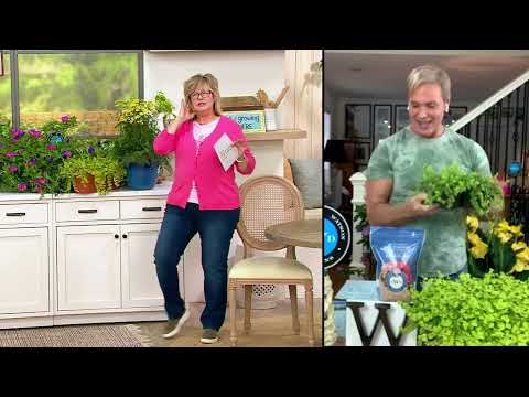 Phillip Watson Designs 6-Piece Creeping Jenny Live Plants on QVC