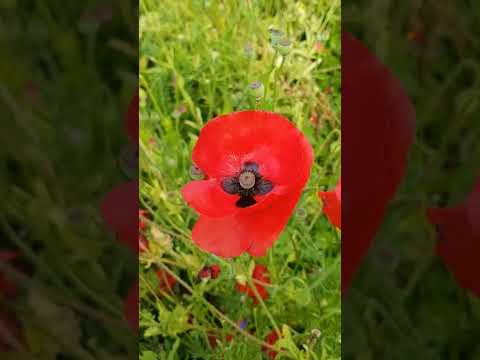 #poppy #flowers #poppies #shorts