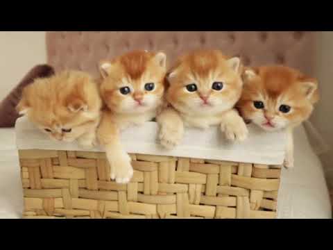 Too Cute Cats and Kittens videos Compilation | Funny Animals Network